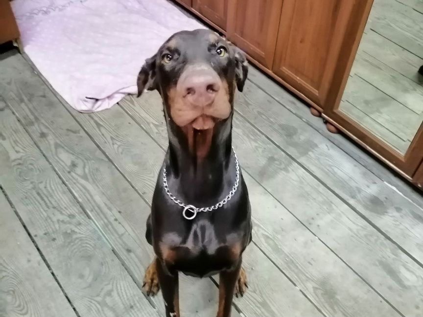 Ищем жениха