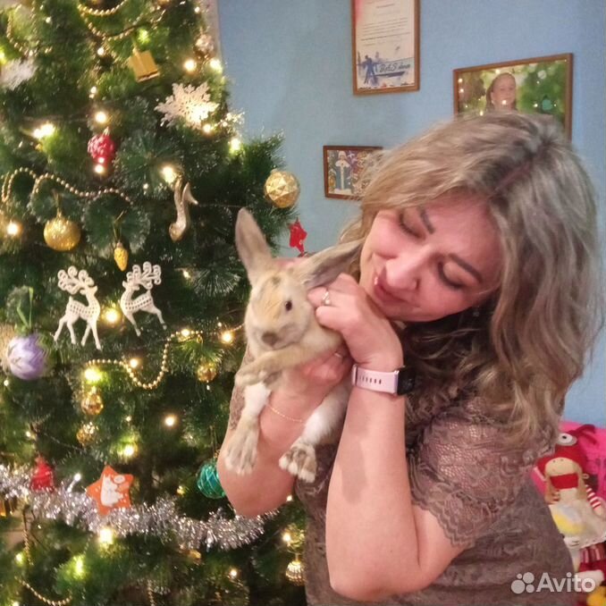 Продам декоративного кролика