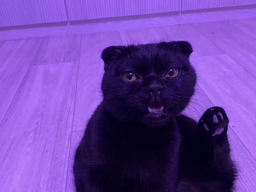 Вислоухий кот хочет кошку на вязку