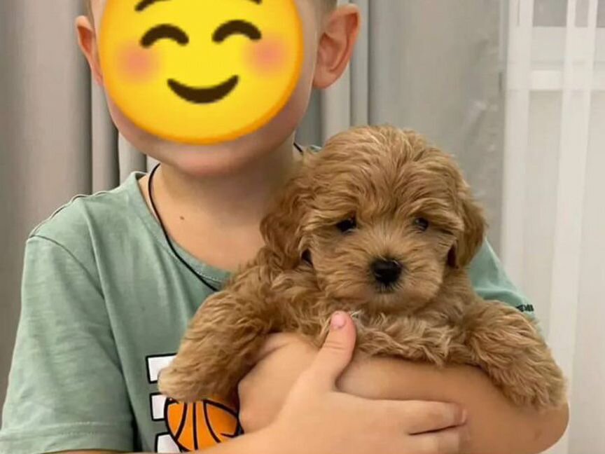 Мальтипу f1 mini