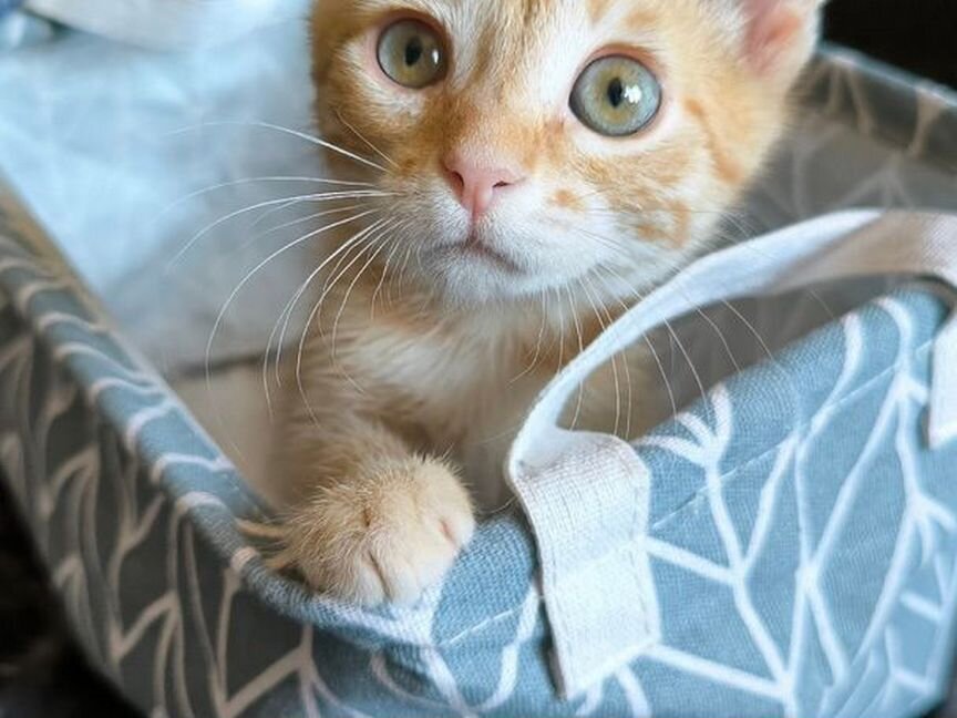 Рыжая кошечка - котенок ищет дом