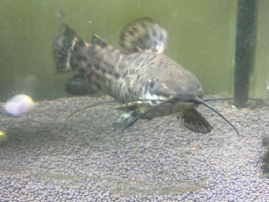 Таракатумы черный и альбинос по 9см