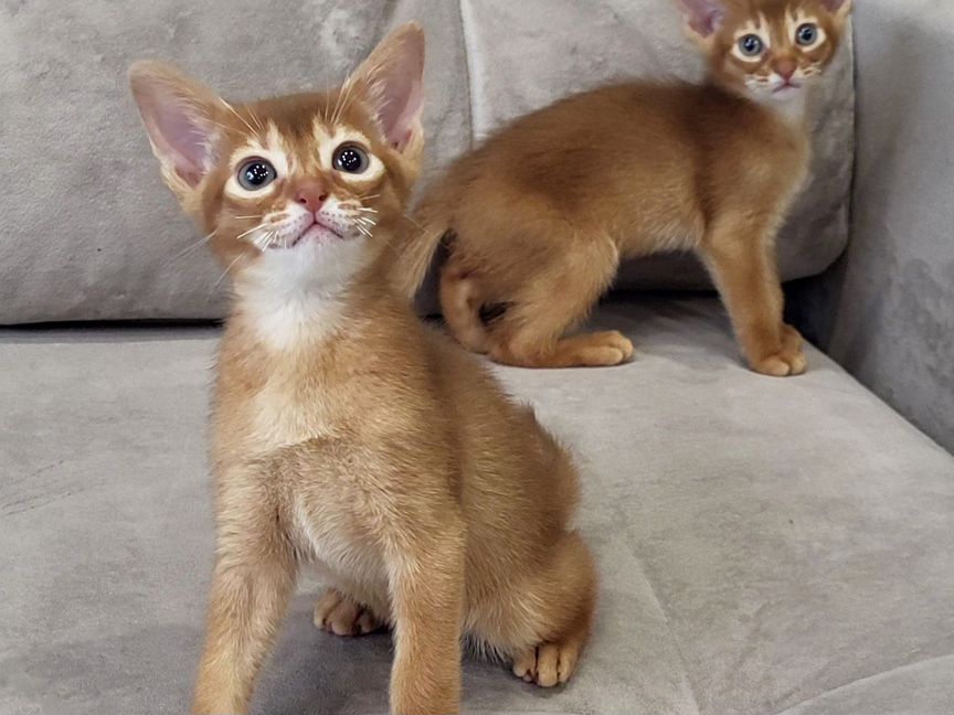 Абиссинские котята