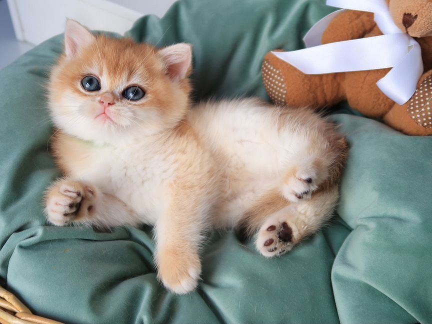 Котята британская золотая шиншилла