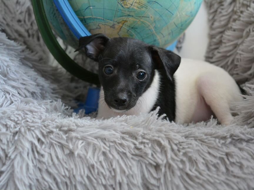 Пуховичок мексиканской голой мини