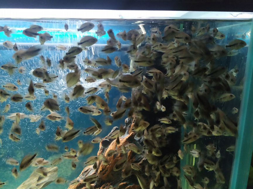 Рыбки вьеха