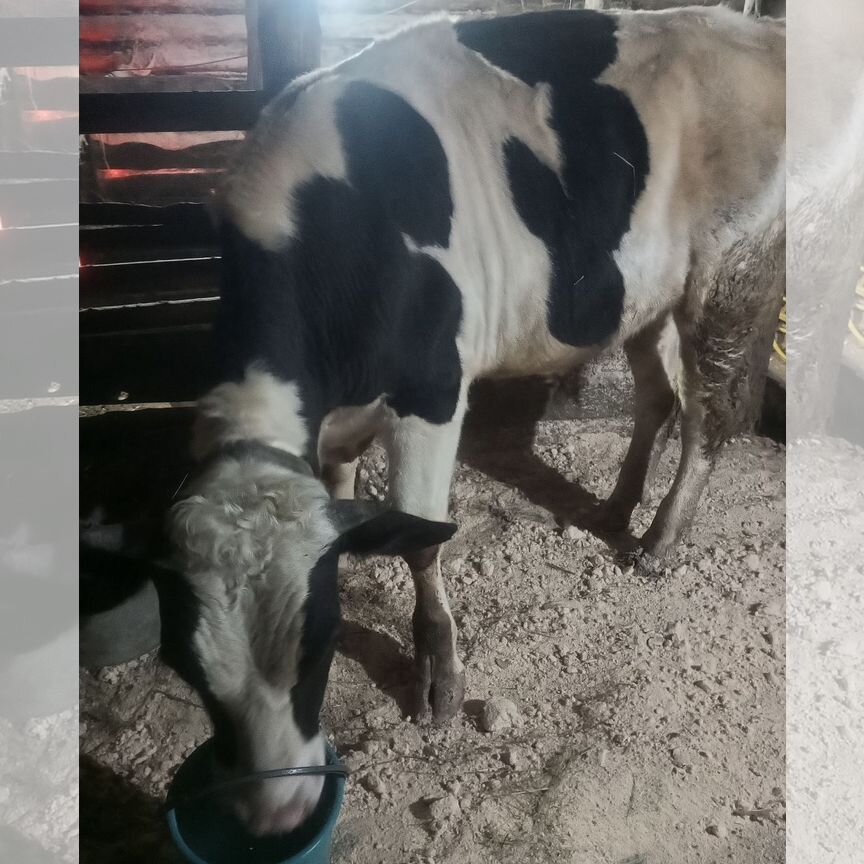 Продам куру