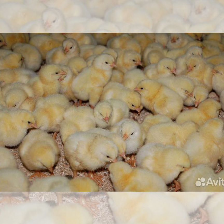 Цыплята бройлеры кобб 500,росс 308, несушки