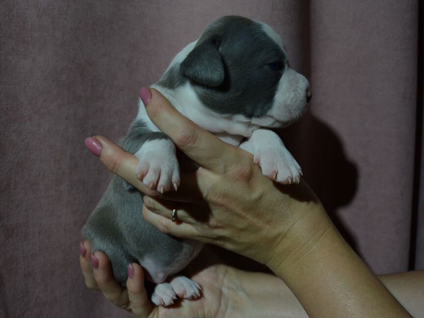 Щенки Американского стафф. терьера(Амстафф)