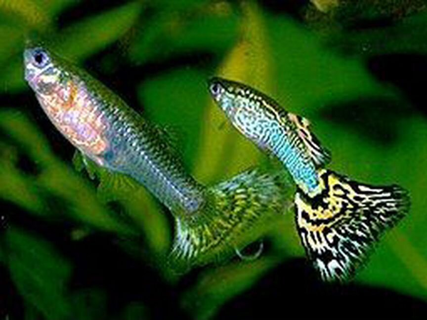 Мальки гуппи около 40 шт (можно по 10)