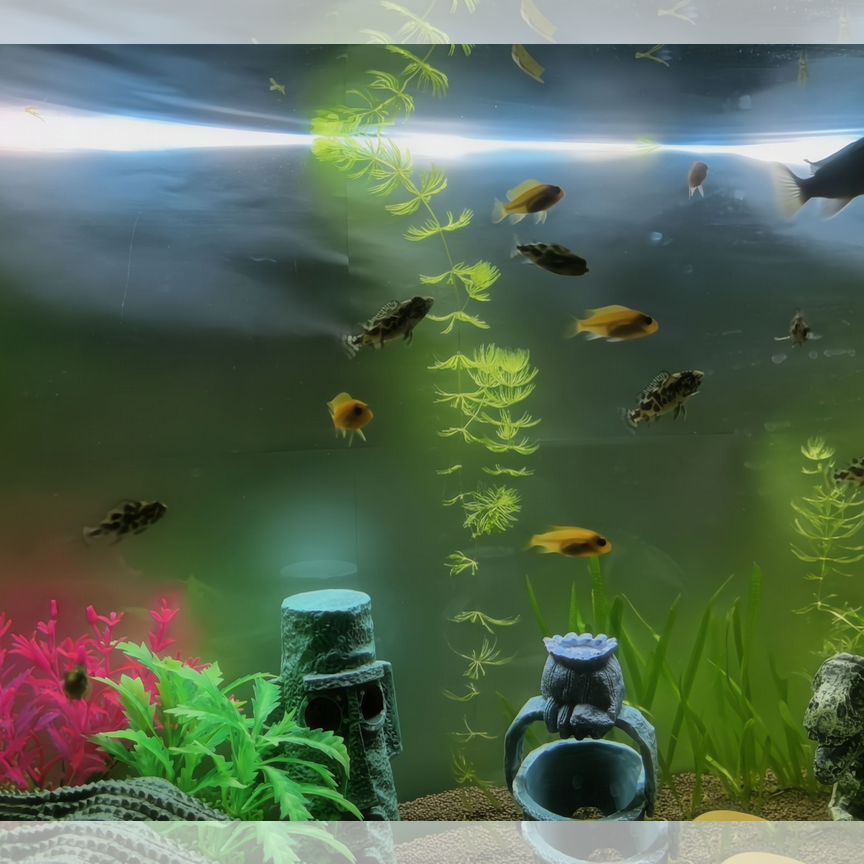 Нимбохромис ливингстона