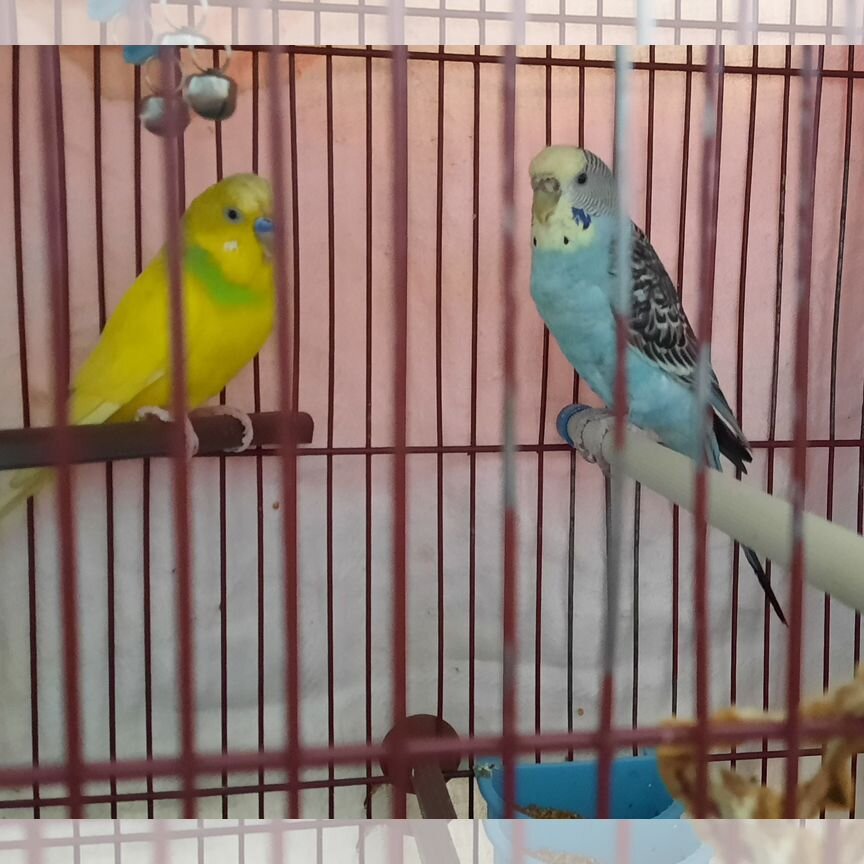 Волнистый попугай