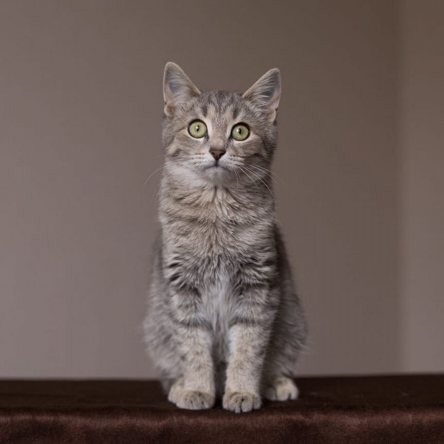 Котенок Даша в добрые руки