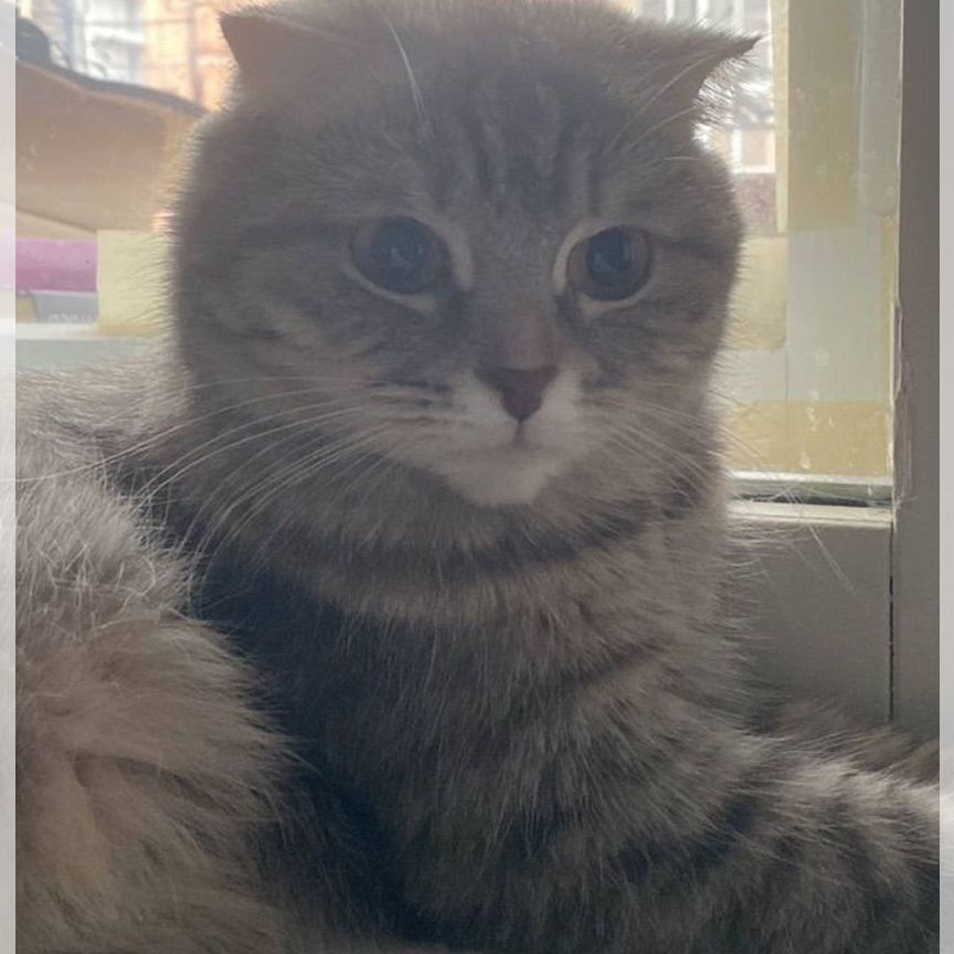 Шотландская вислаушка