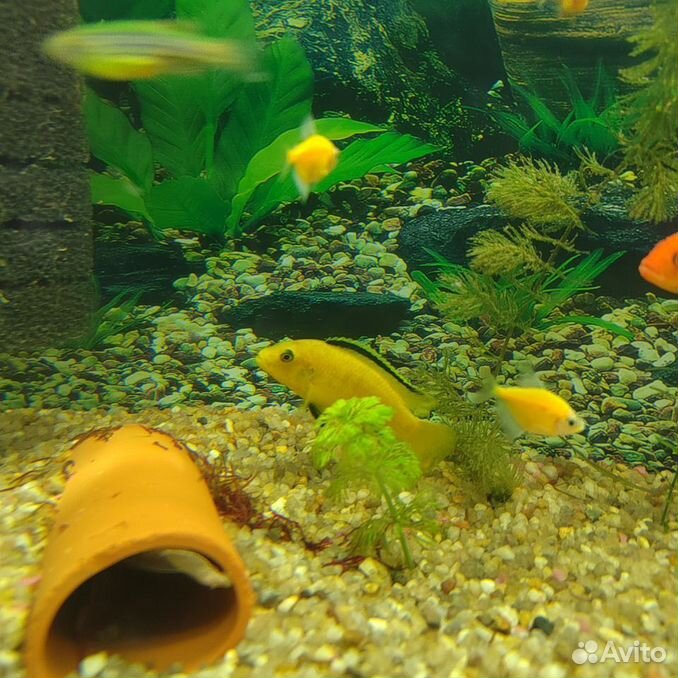 Лабидохромис еллоу, зебра красная, рыба дельфин