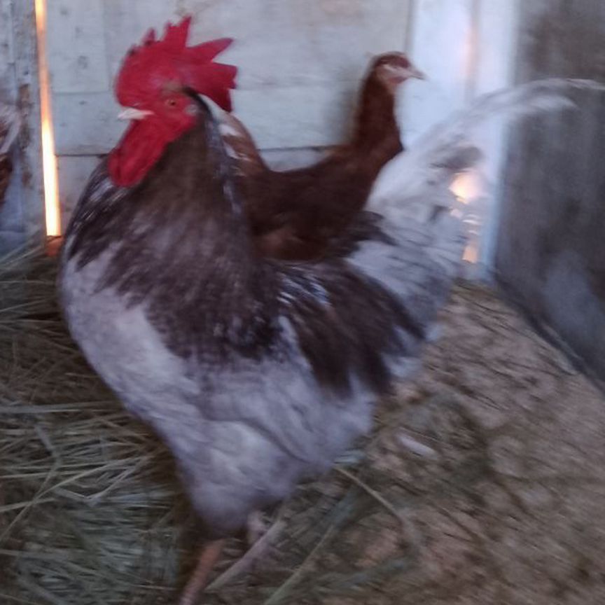 Курицы несушки и петух