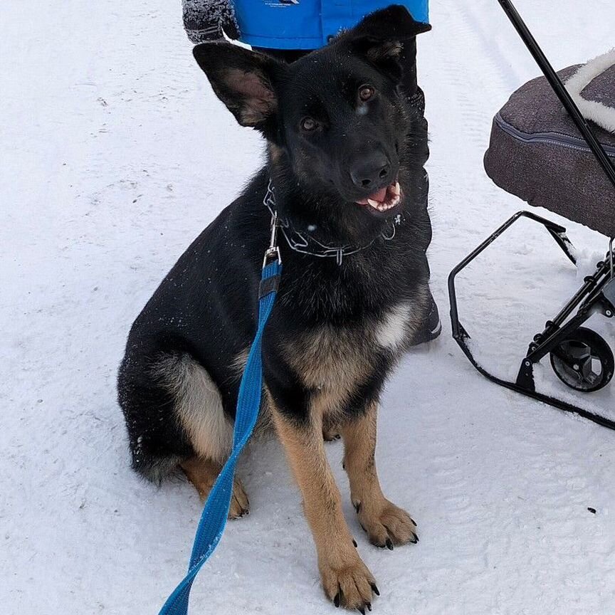 Отдам немецкую овчарку в хорошие руки