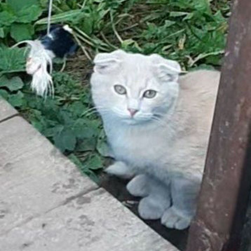 Рыжий котенок 3 мес в добрые руки