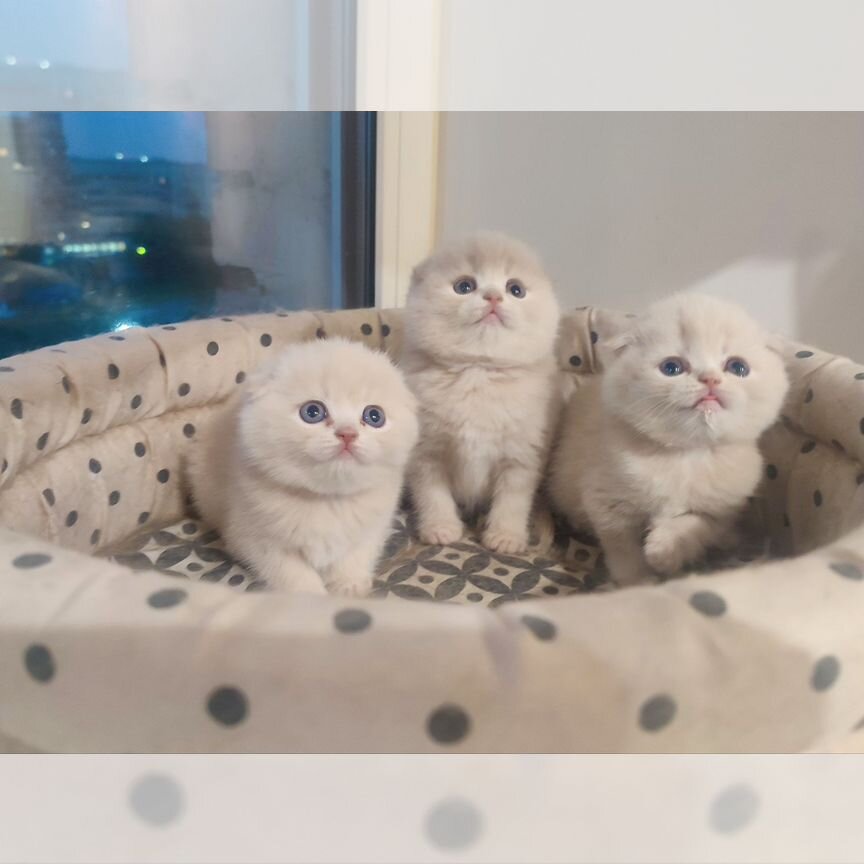 Шотландские вислоухие