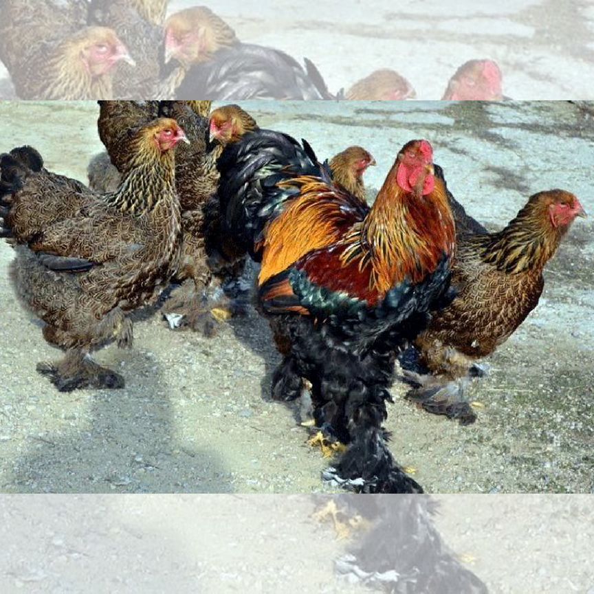 Продаю Курей брама