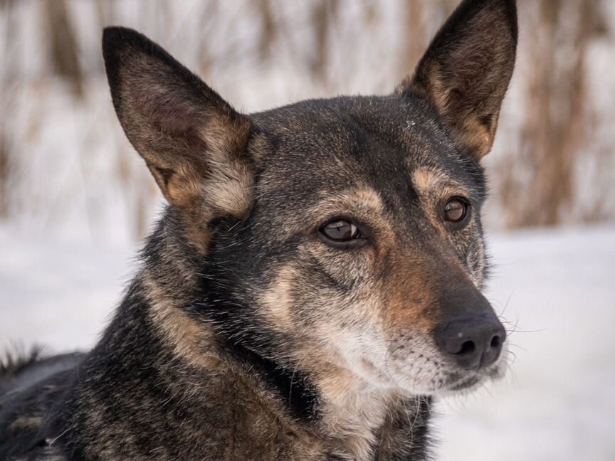 Обычные собаки из приюта с красивой душой