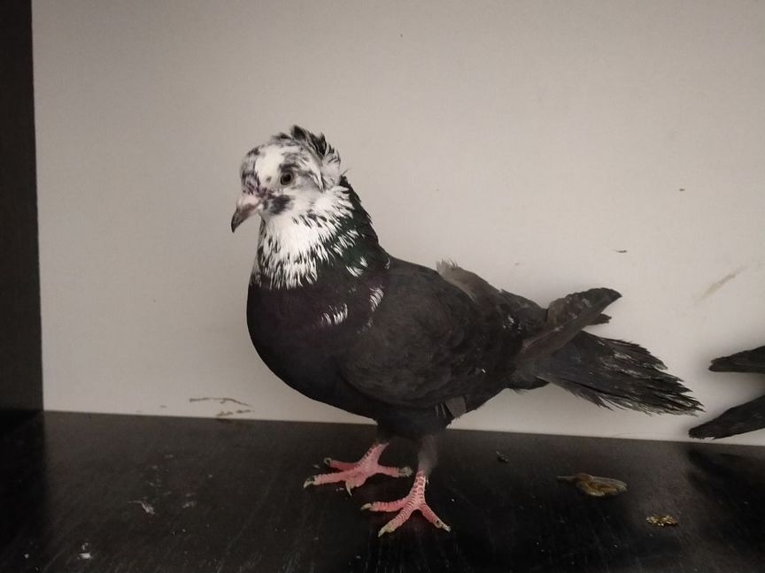 Бакинские бойные голуби