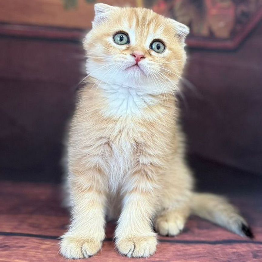 Манчкин котёнок