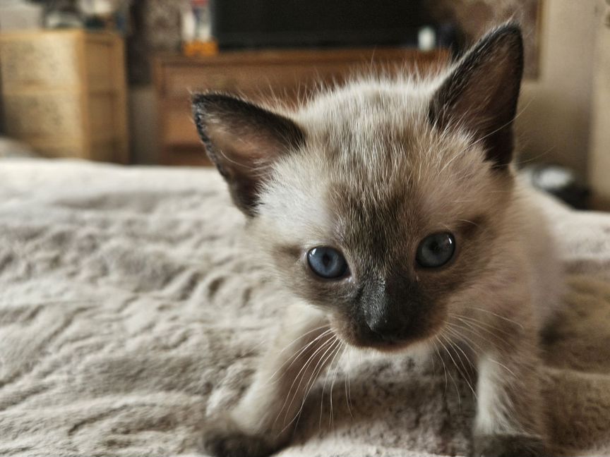 Тайские котята