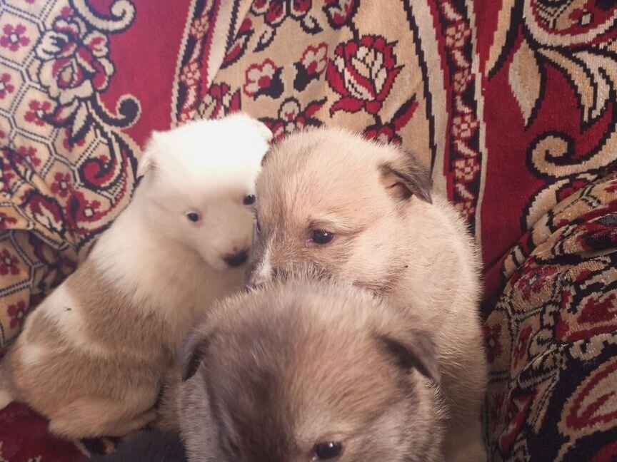 Щенки западно сибирской лайки