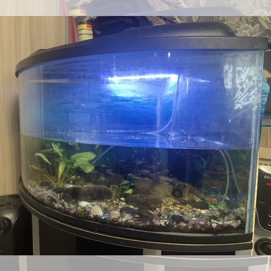 Аквариумные рыбки и аквариум