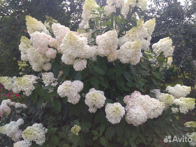 Гортензия метельчатая купить в Санкт-Петербурге | Товары для дома и ...