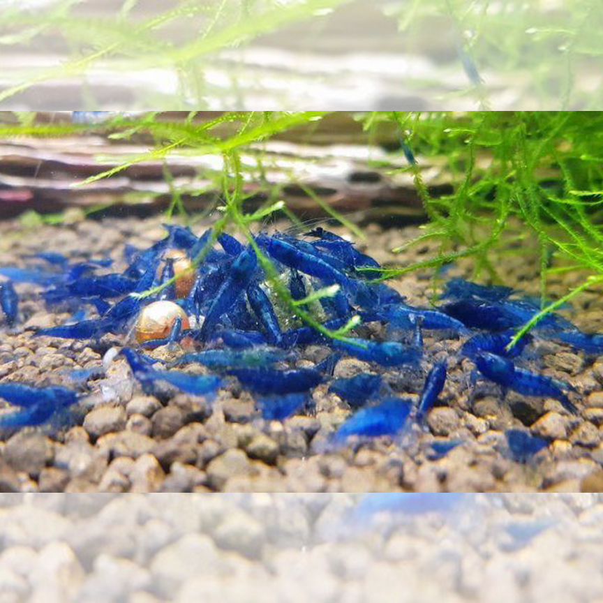 Креветки блю дрим