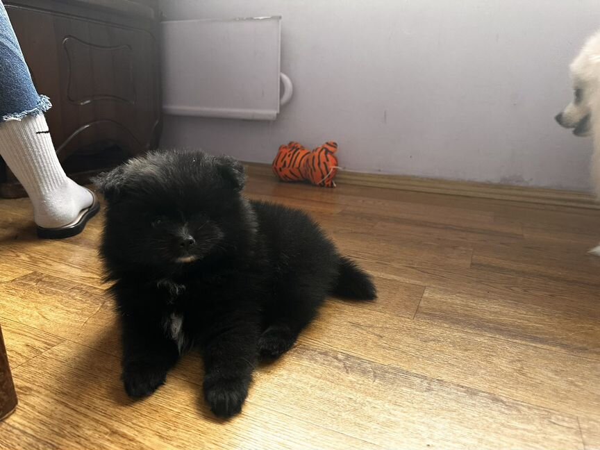 Немецкий шпиц