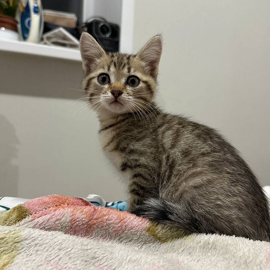 Котёнок в добрые руки