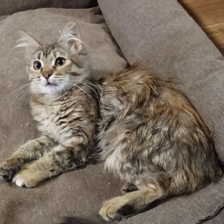 Котенок в добрые руки