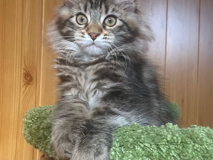Настоящие котята Мейн-Кун