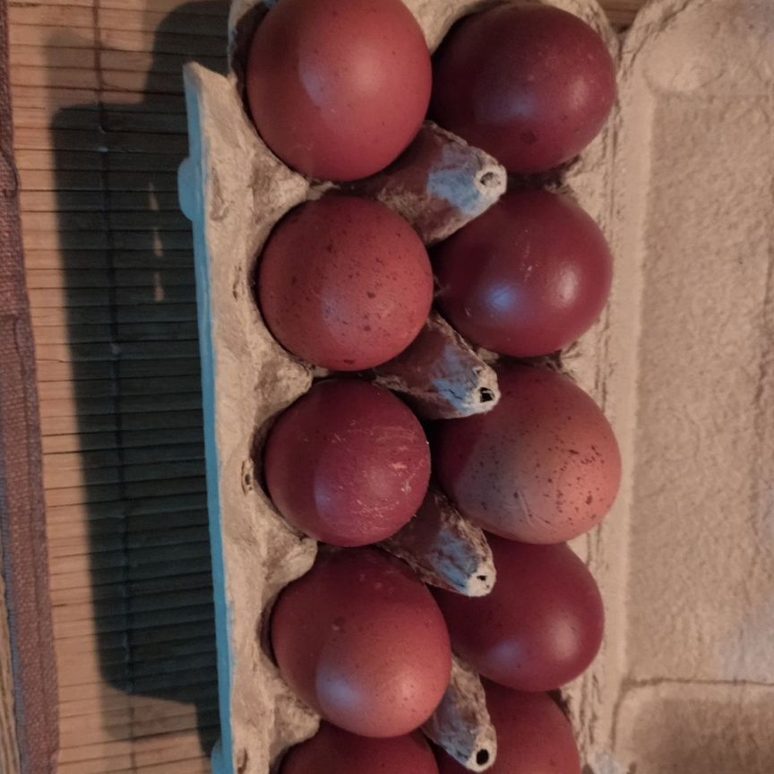 Инкубационное яйцо маран