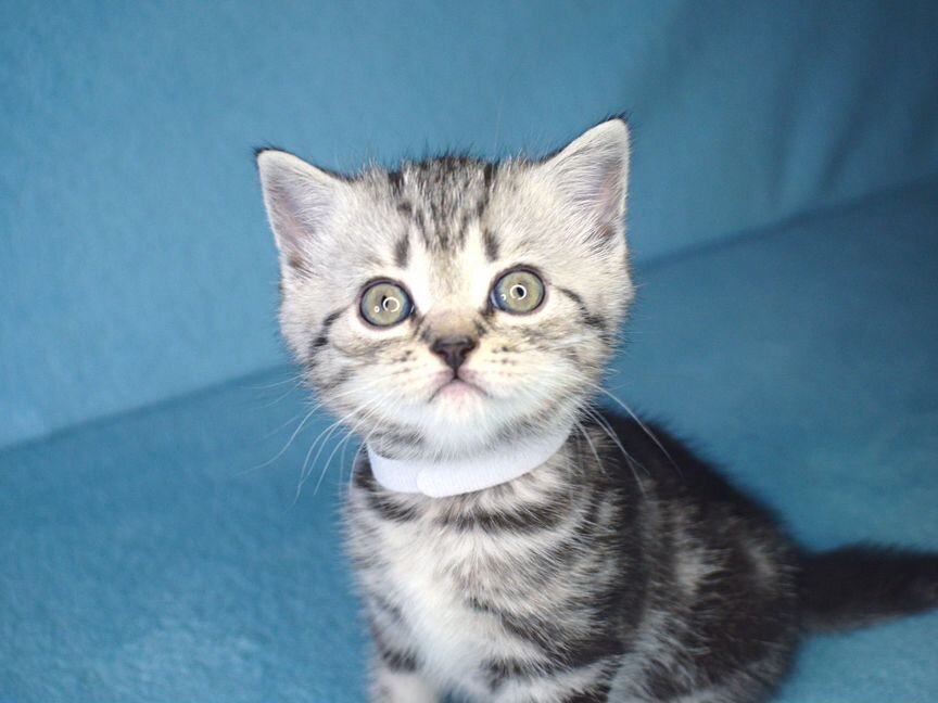 Шотланский котенок девочка