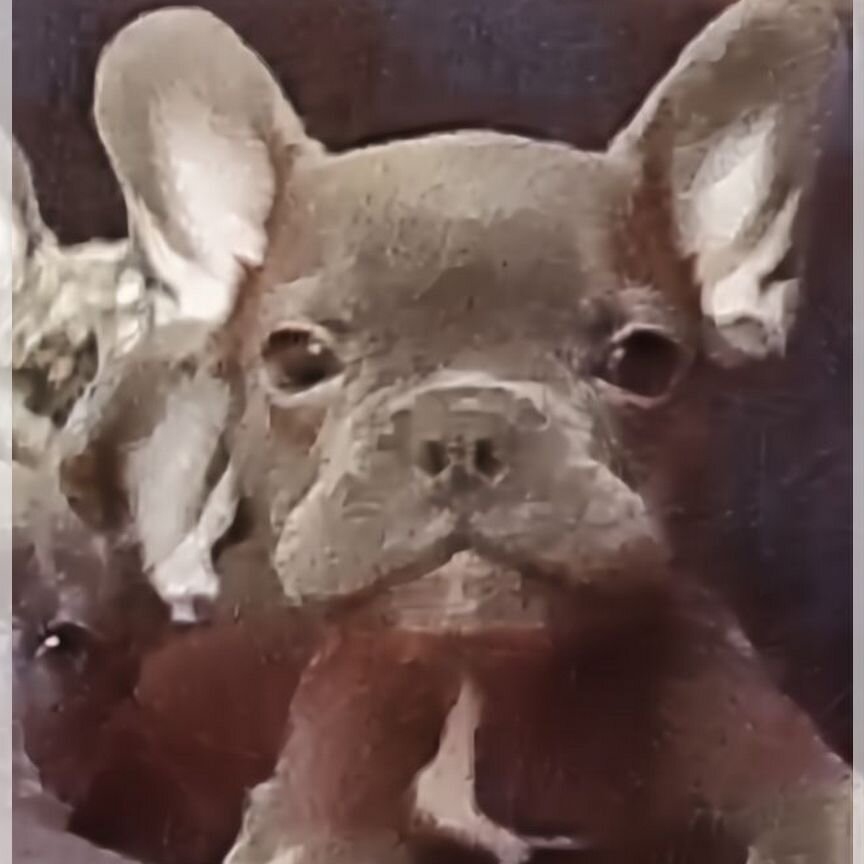 Французский бульдог, щенок