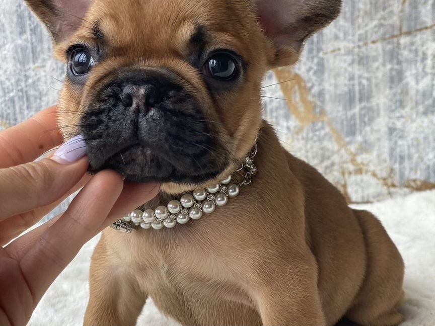 Мальчик француз