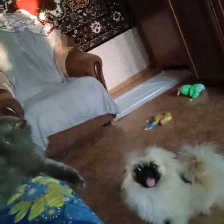 Отдам пекинеса