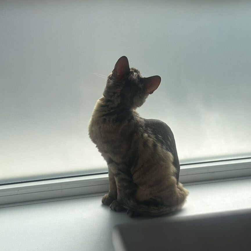 Кошка