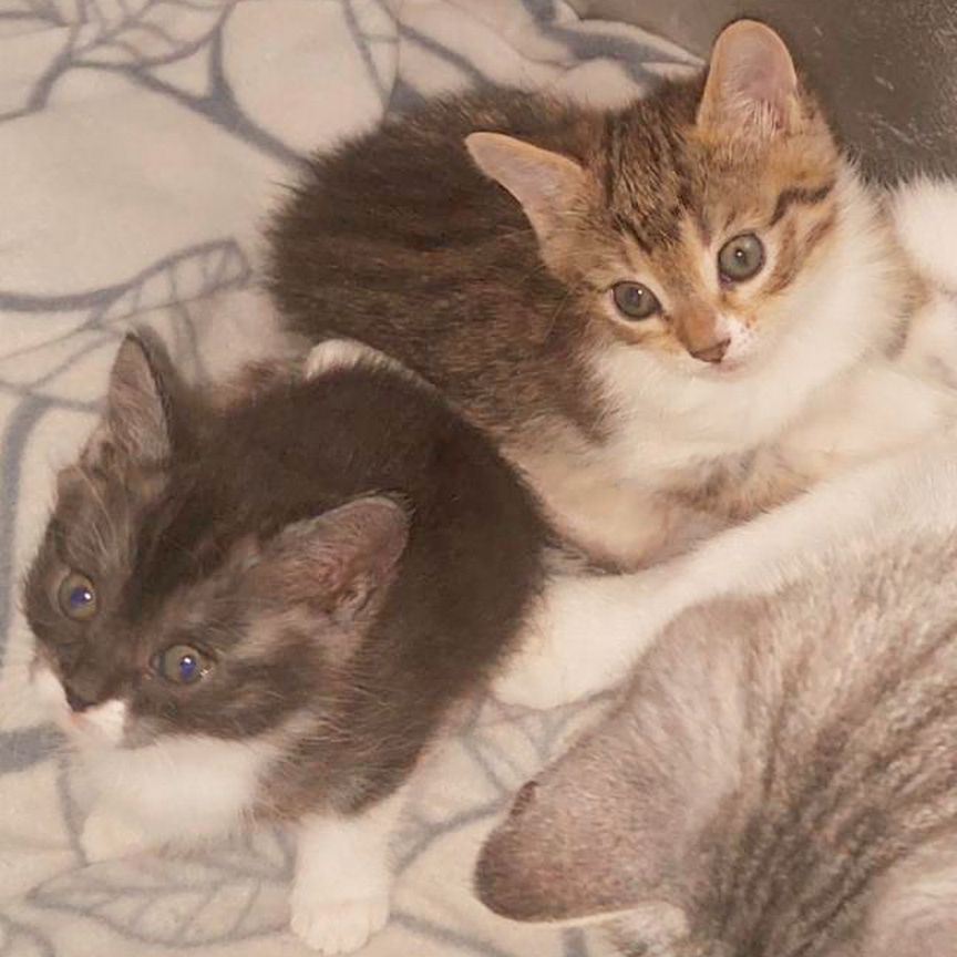 Котята в добрые руки бесплатно девочки