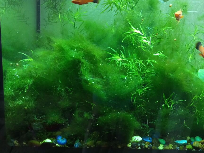 Мох в аквариум