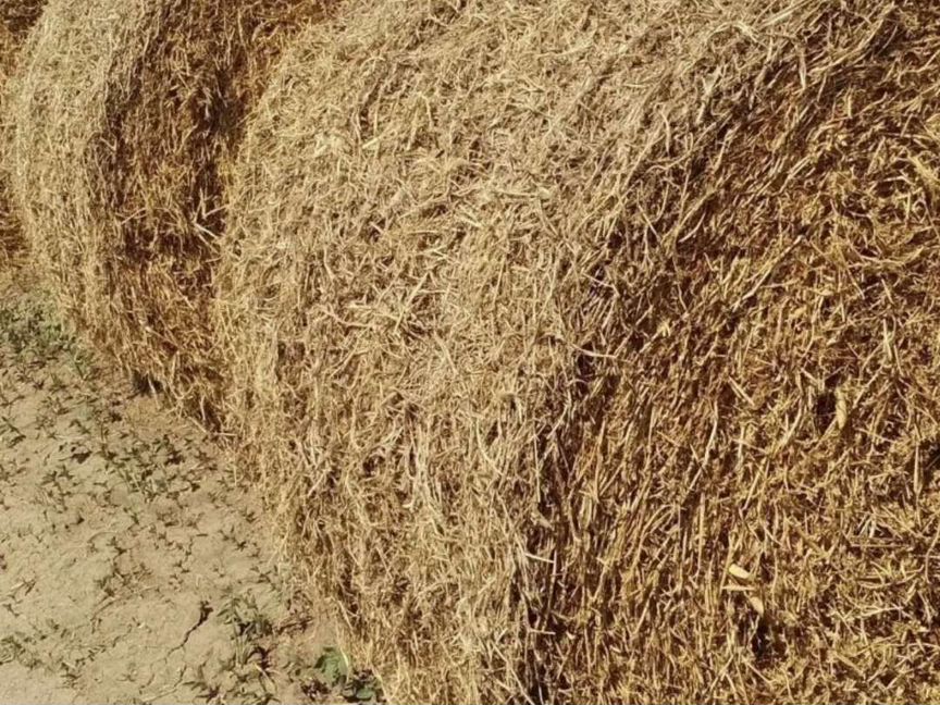 Солома гороховая в рулонах