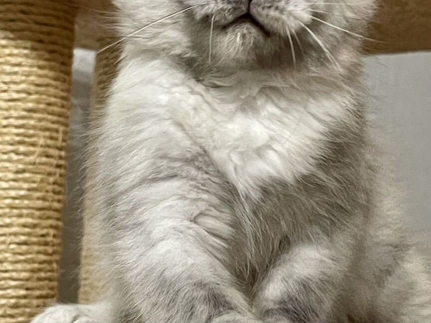 Котята мейн-кун