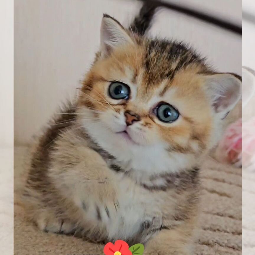 Кошки коротконожки