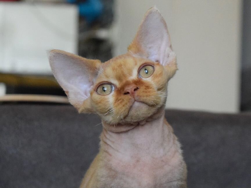 Девон-рекс Кай