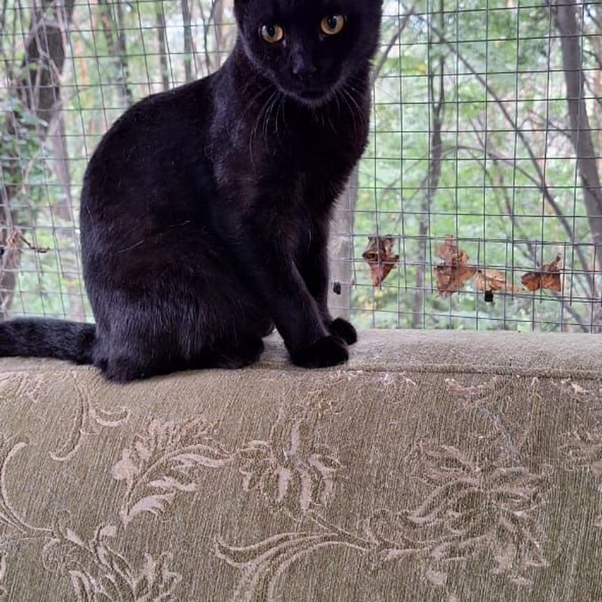 Рик засиделся на диване