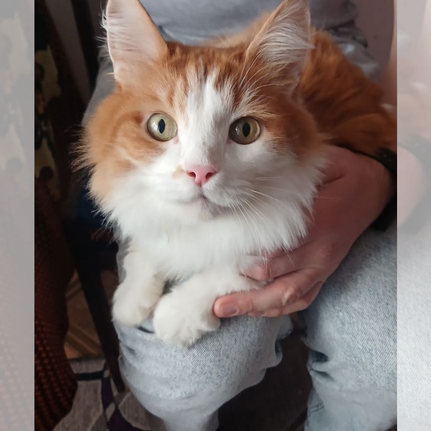 Курильский бобтейл длинношёрстный, взрослый кот